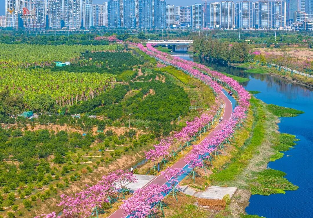 开爆了！江门冬日顶流是它，限时绝美_南方+_南方plus