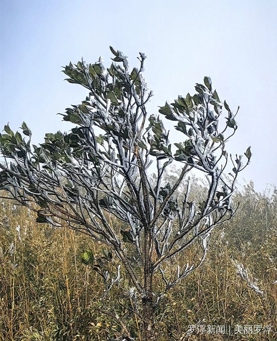 2026年罗浮山首场冰挂惊艳上线！_南方+_南方plus