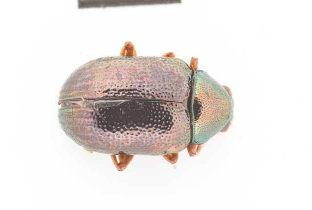 图集 | 河源紫金白溪自然保护区调查发现22种叶甲科昆虫_南方+_南方plus