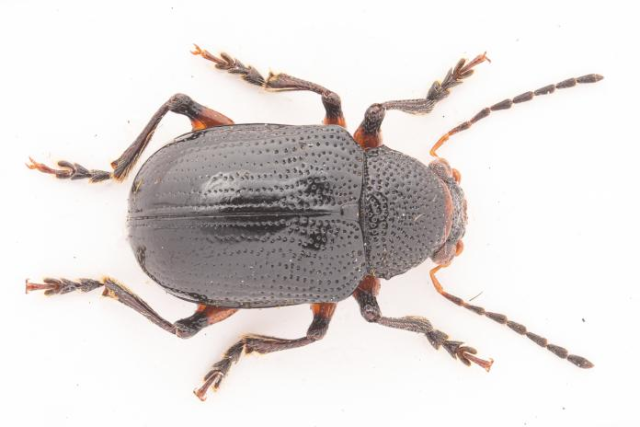 图集 | 河源紫金白溪自然保护区调查发现22种叶甲科昆虫_南方+_南方plus