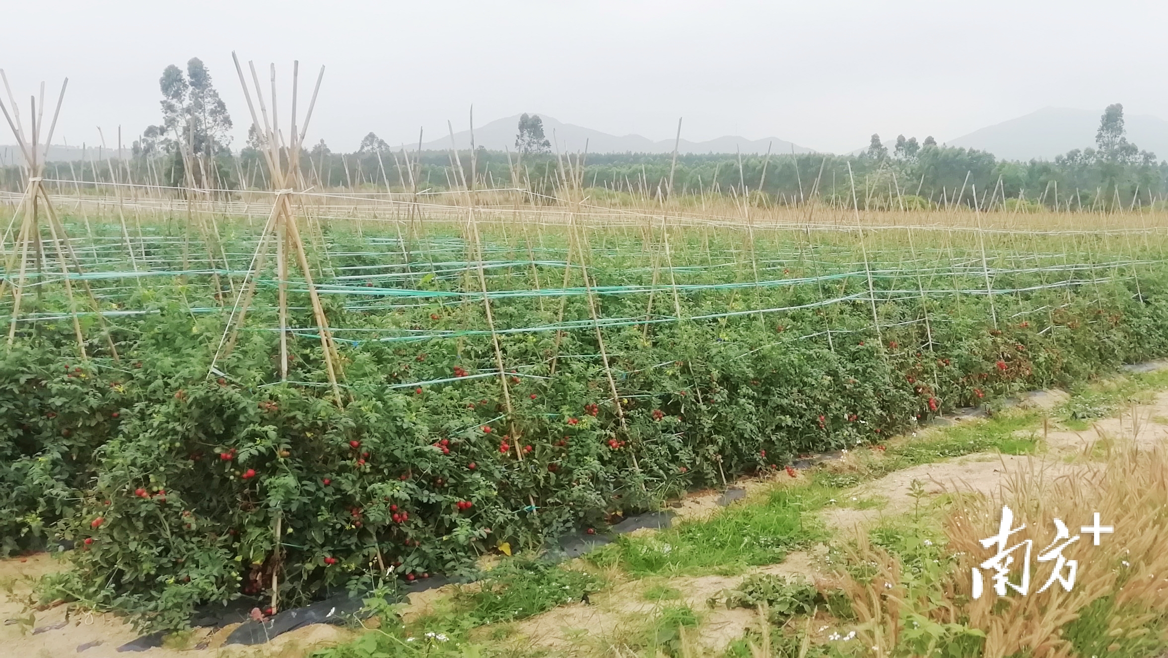 打出蔬菜科技“组合拳”，广东农户生计有保障｜农业里的高科技_南方+_南方plus
