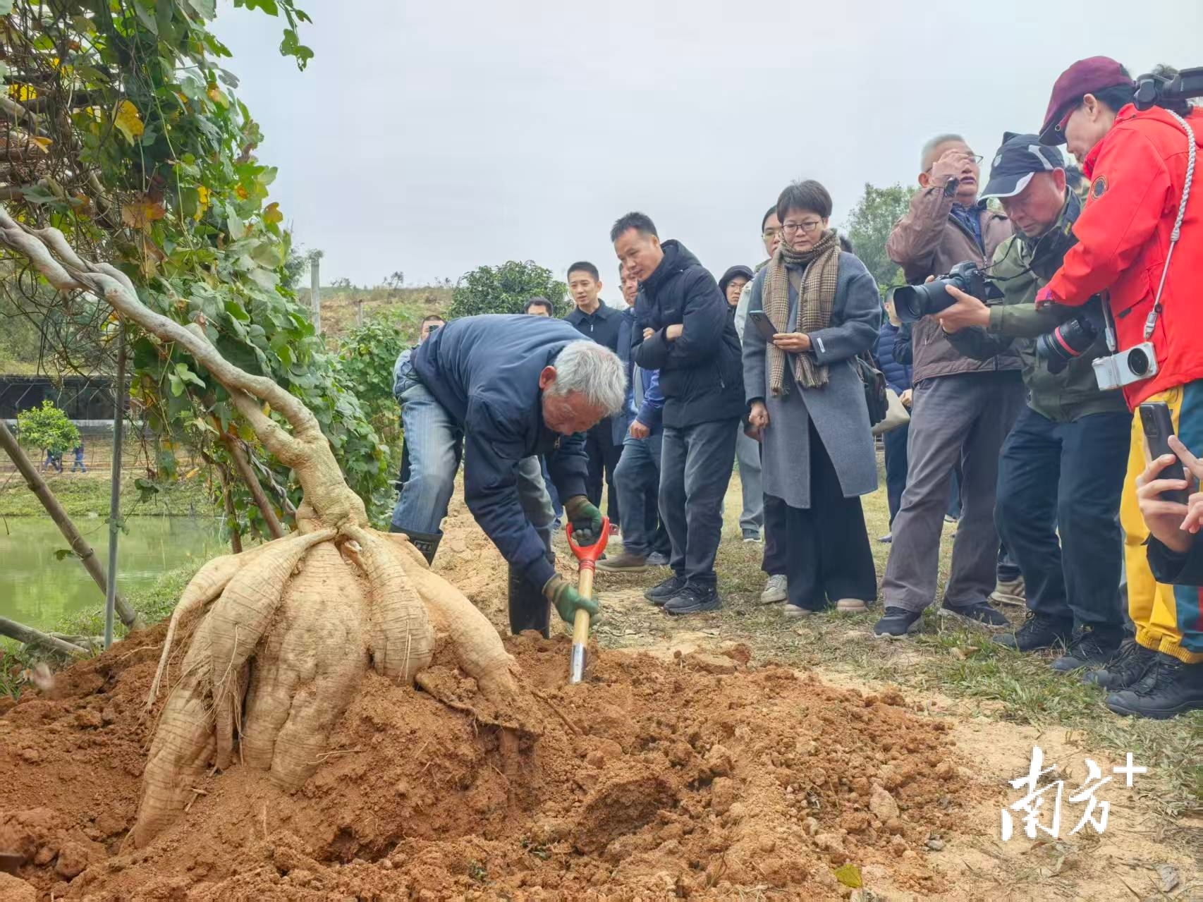 85斤粉葛王出土！江门鹤山“挖”出农文旅融合新路子_南方+_南方plus